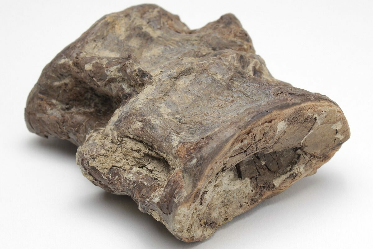 2.9" Fossil Xiphactinus (Cretaceous Fish) Vertebrae - Kansas (#208362 ...