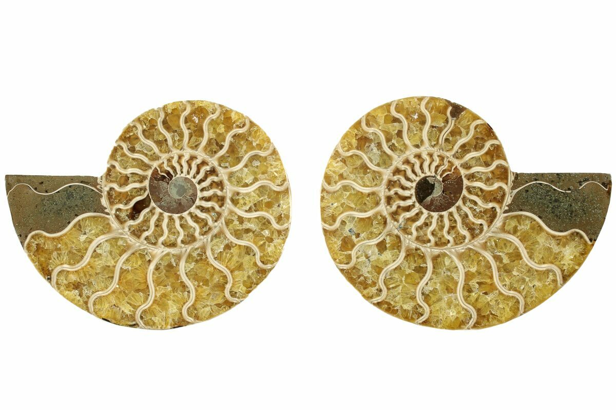 3.65" Cut & Polished, Agatized Ammonite Fossil - Madagascar (#206749 ...