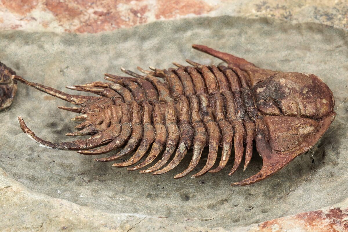 2.3" Ordovician Foulonia Trilobite With Euloma - Fezouata Formation (#209660) For Sale ...