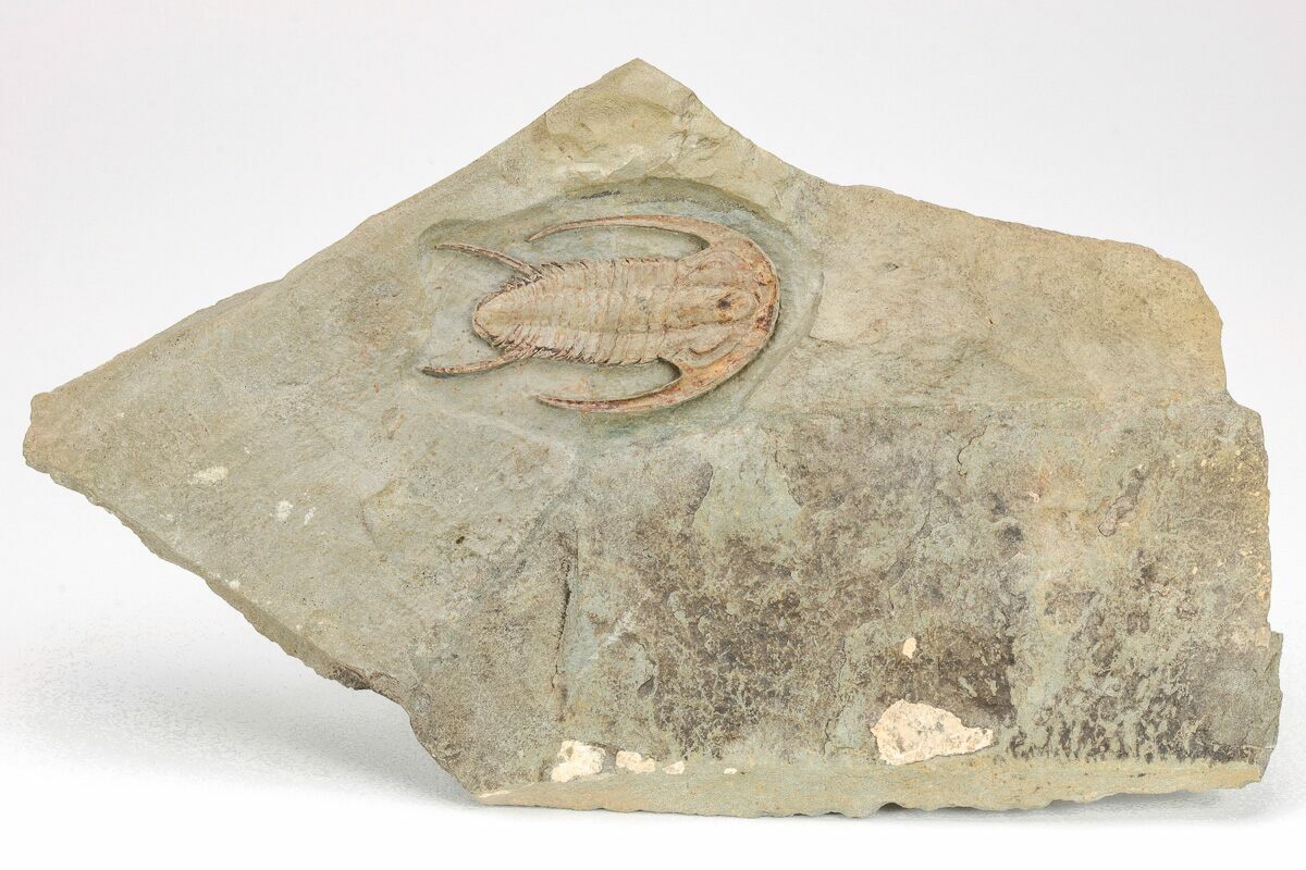 2.45" Early Cambrian Trilobite (Perrector) - Tazemmourt, Morocco ...