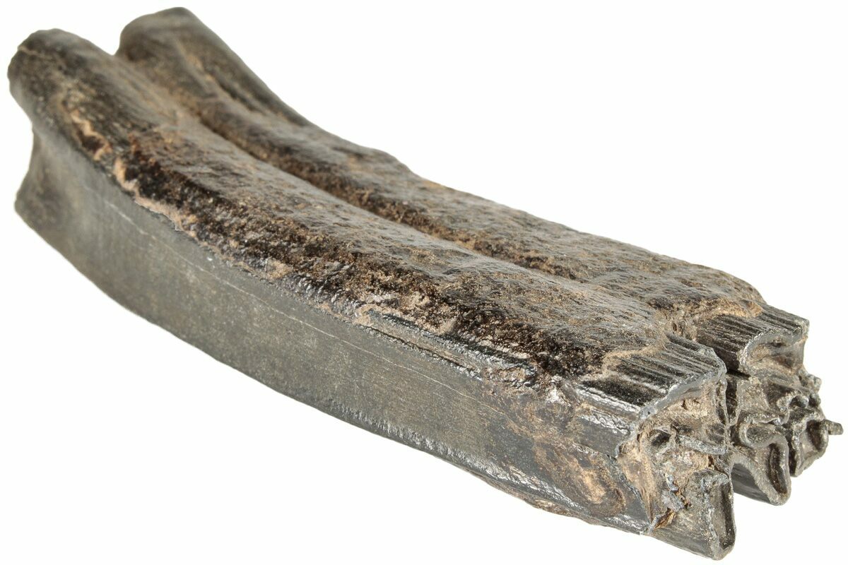 3.1" Pleistocene Aged Fossil Horse Tooth - South Carolina (#208489) For ...