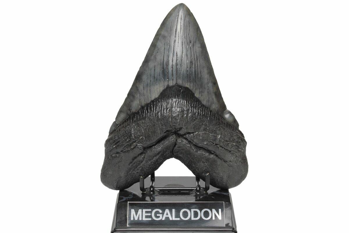 6.41" Fossil Megalodon Tooth - Massive Meg Tooth (#210736) For Sale ...