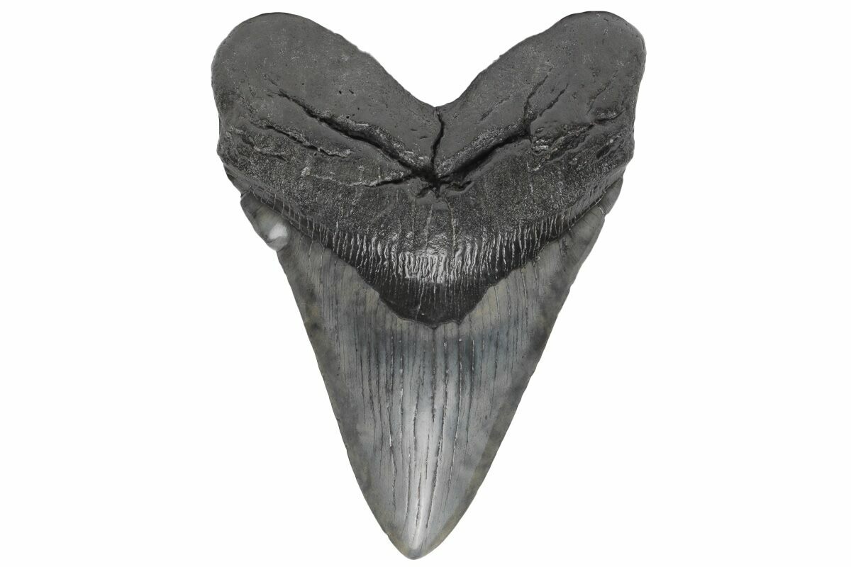 6.41" Fossil Megalodon Tooth - Massive Meg Tooth (#210736) For Sale ...