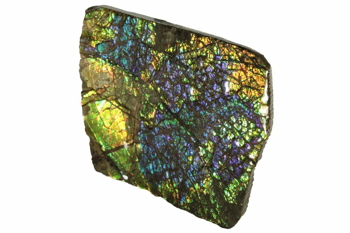 3" Brilliant Ammolite (Fossil Ammonite Shell) - Alberta, Canada ...