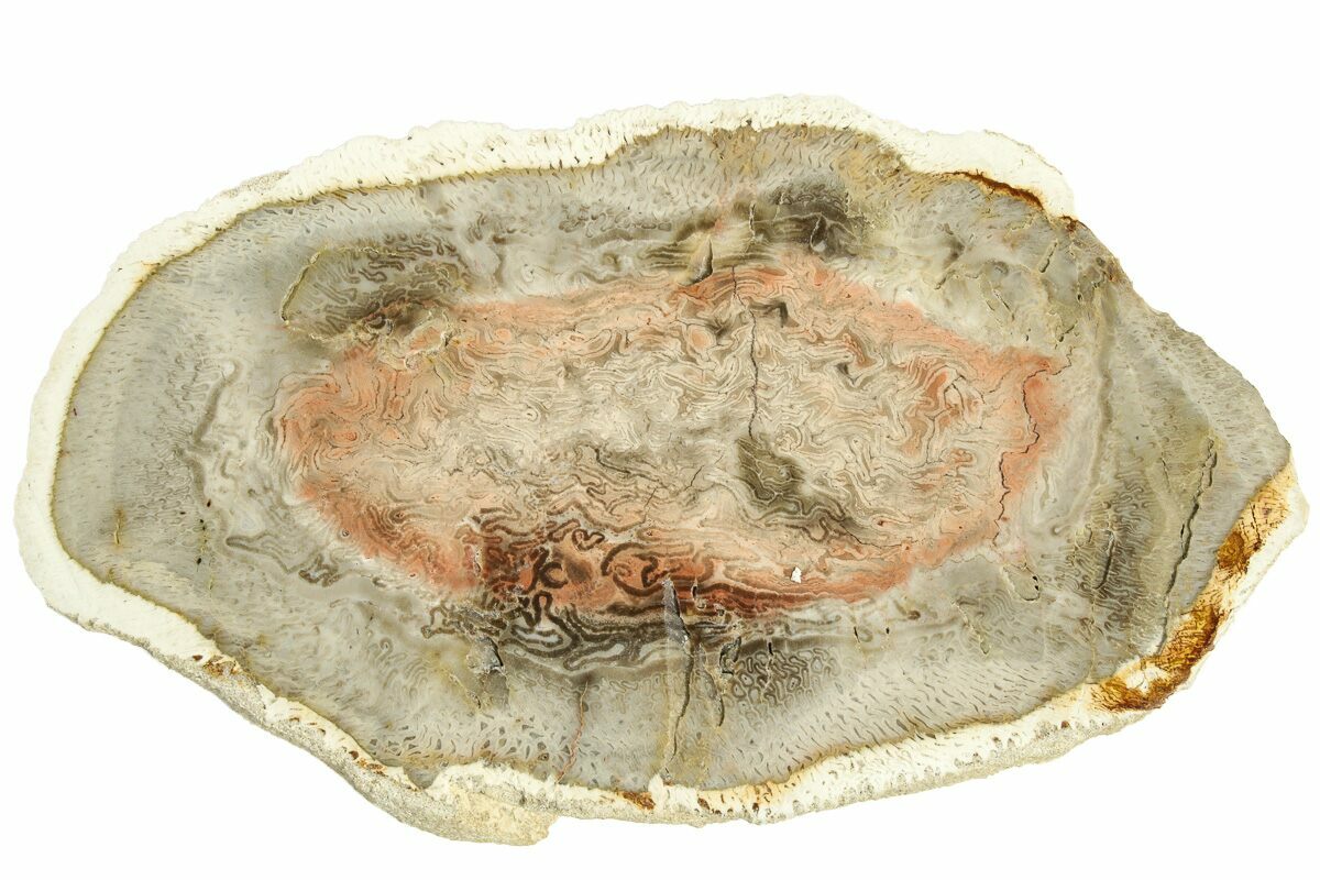 5.5" Polished "Porcelain Whiteskin" Tree Fern Slab - Brazil (#210863 ...