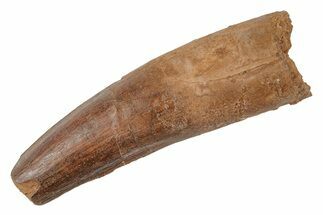 Real Spinosaurus Tooth Necklace - Dinosaur Tooth (#96072) For Sale ...