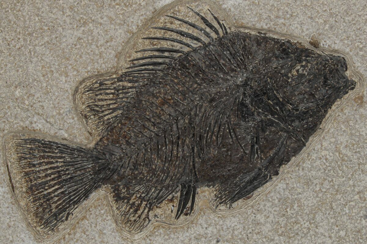 5.1" Fossil Fish (Cockerellites) - Green River Formation (#211207) For ...