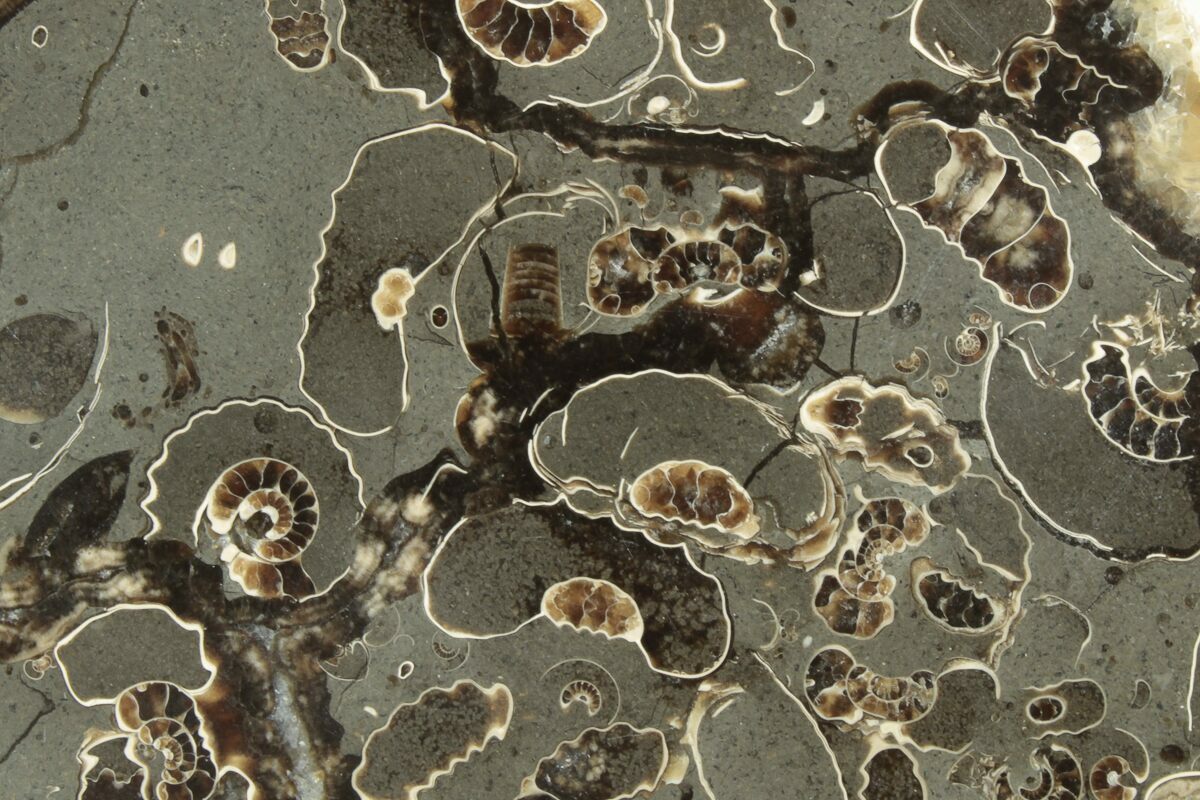 4.2" Polished Ammonite (Promicroceras) Slab - "Marston Magna Marble ...