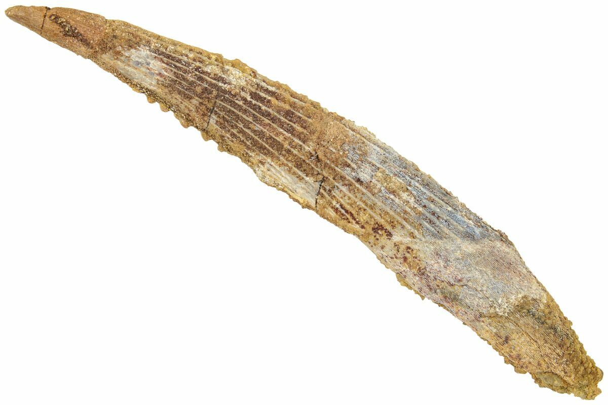 3.8" Fossil Shark (Hybodus) Dorsal Spine - Kem Kem Beds, Morocco ...