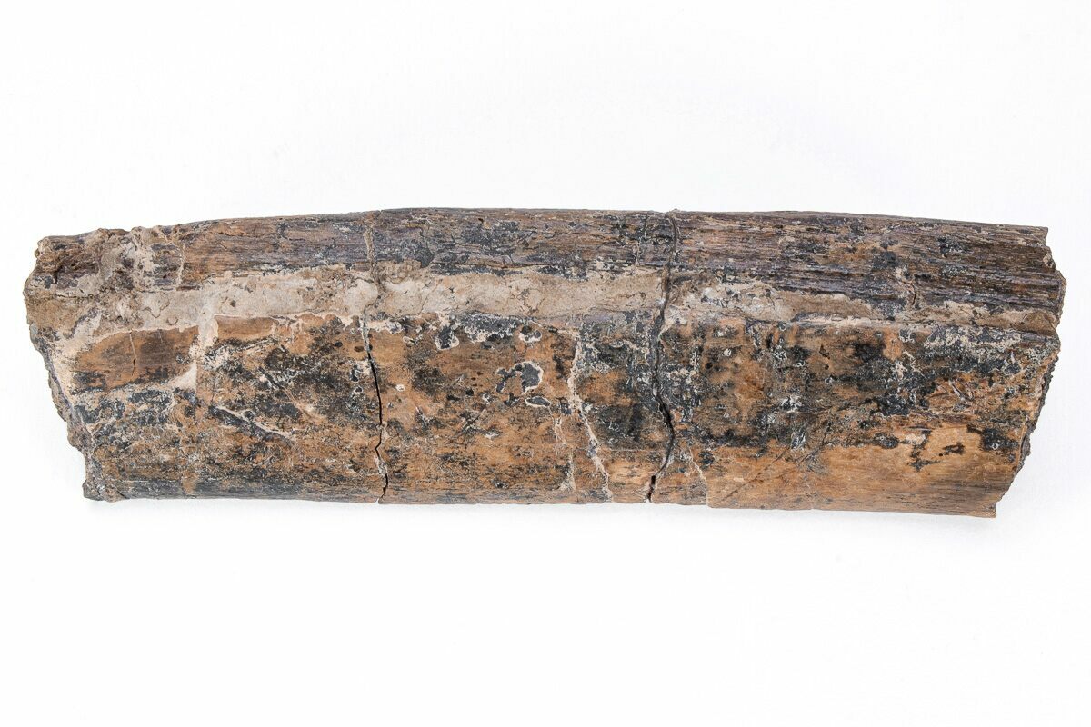 4.6" Hadrosaur (Edmontosaurus) Rib Bone Section - South Dakota (#211298 ...