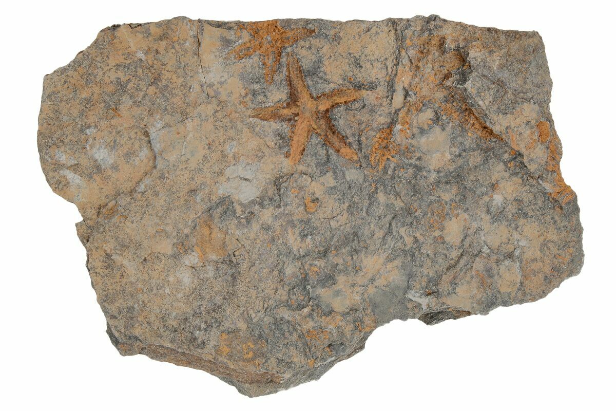 1.45" Ordovician Starfish (Petraster?) Fossil - Morocco (#211440) For ...