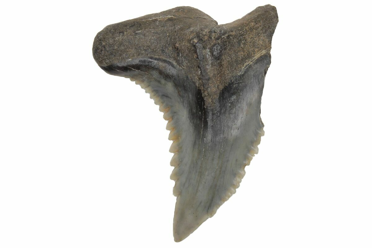 Bargain, 1.1" Snaggletooth Shark (Hemipristis) Tooth - South Carolina ...