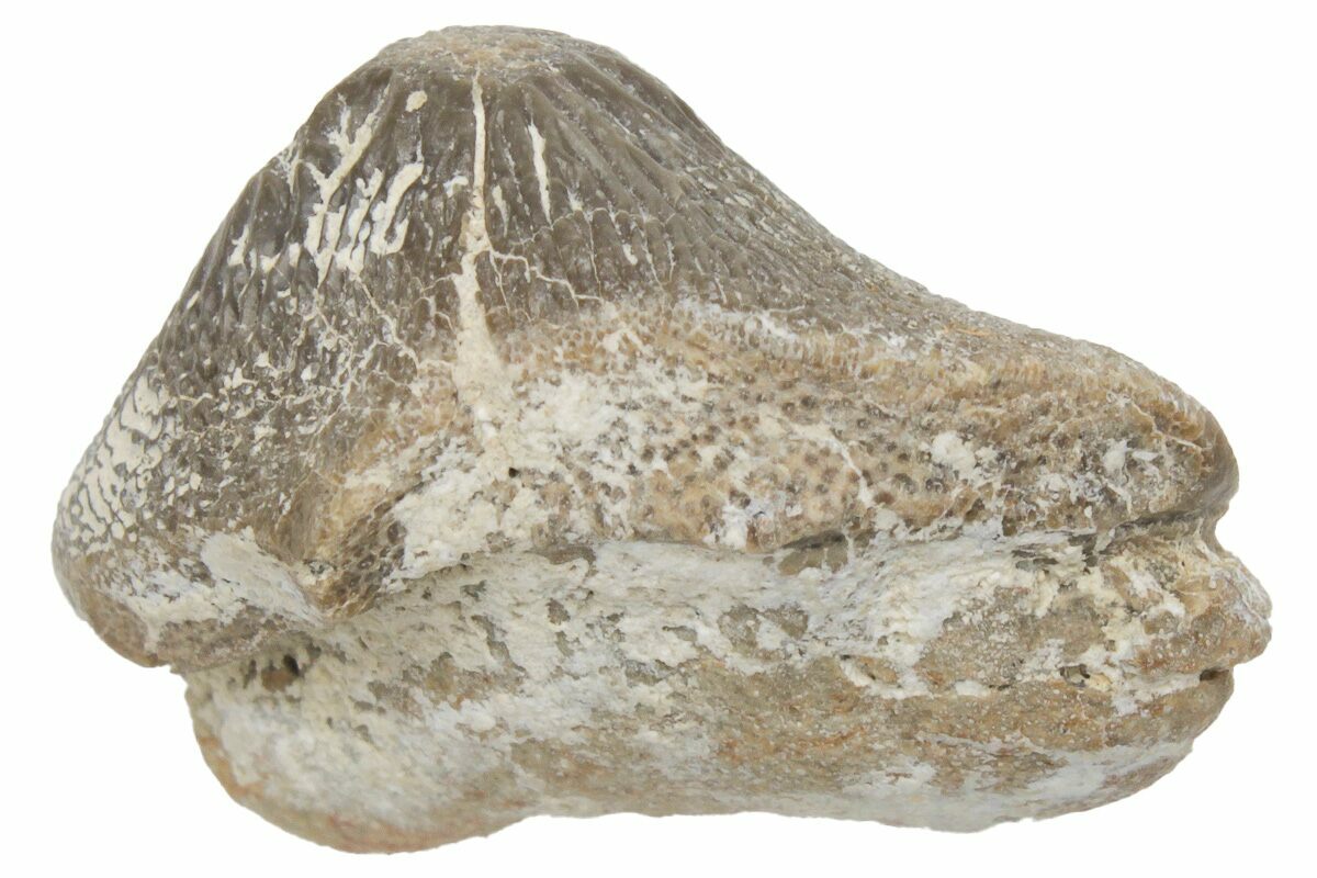 .7" Fossil Crusher Shark (Ptychodus) Tooth - Kansas (#211732) For Sale ...