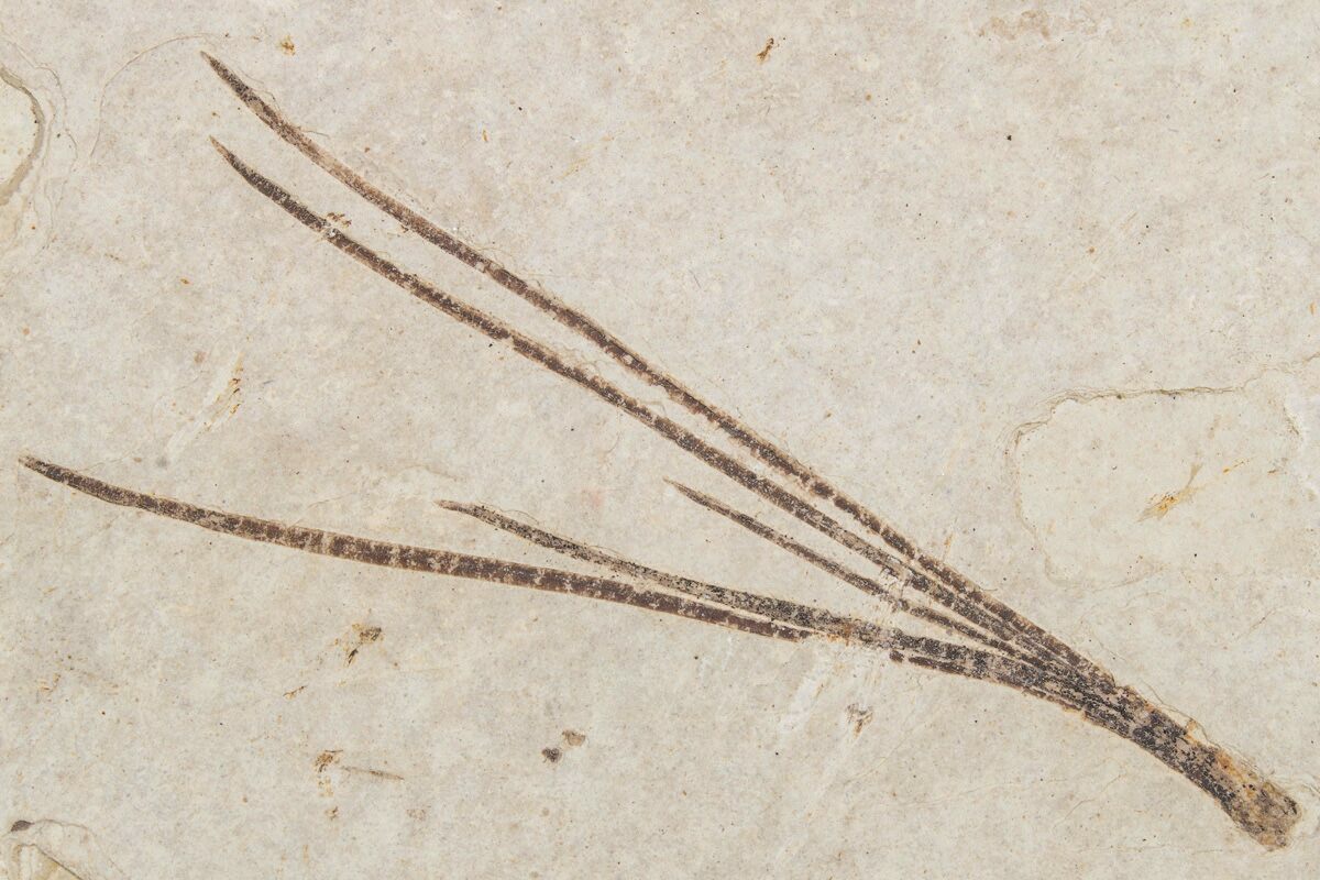 2.7" Fossil Pine Needles (Pinus) - McAbee Fossil Beds, BC (#213231) For ...