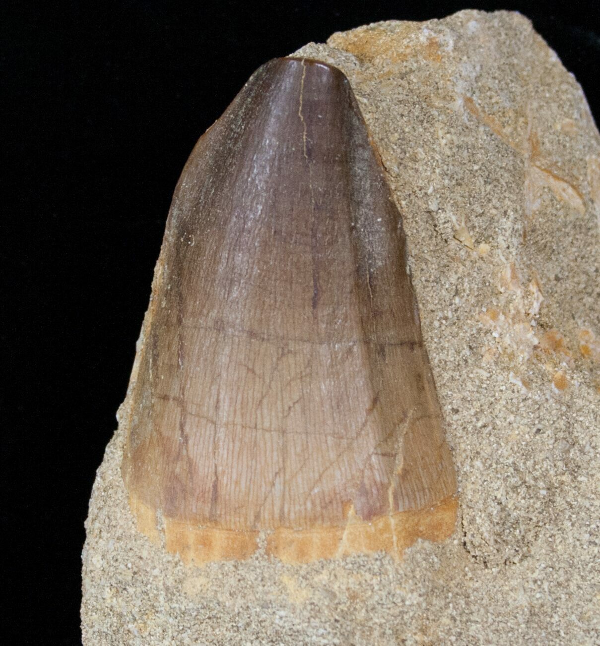 2.50" Mosasaur Tooth In Rock - XL Size (#13130) For Sale - FossilEra.com