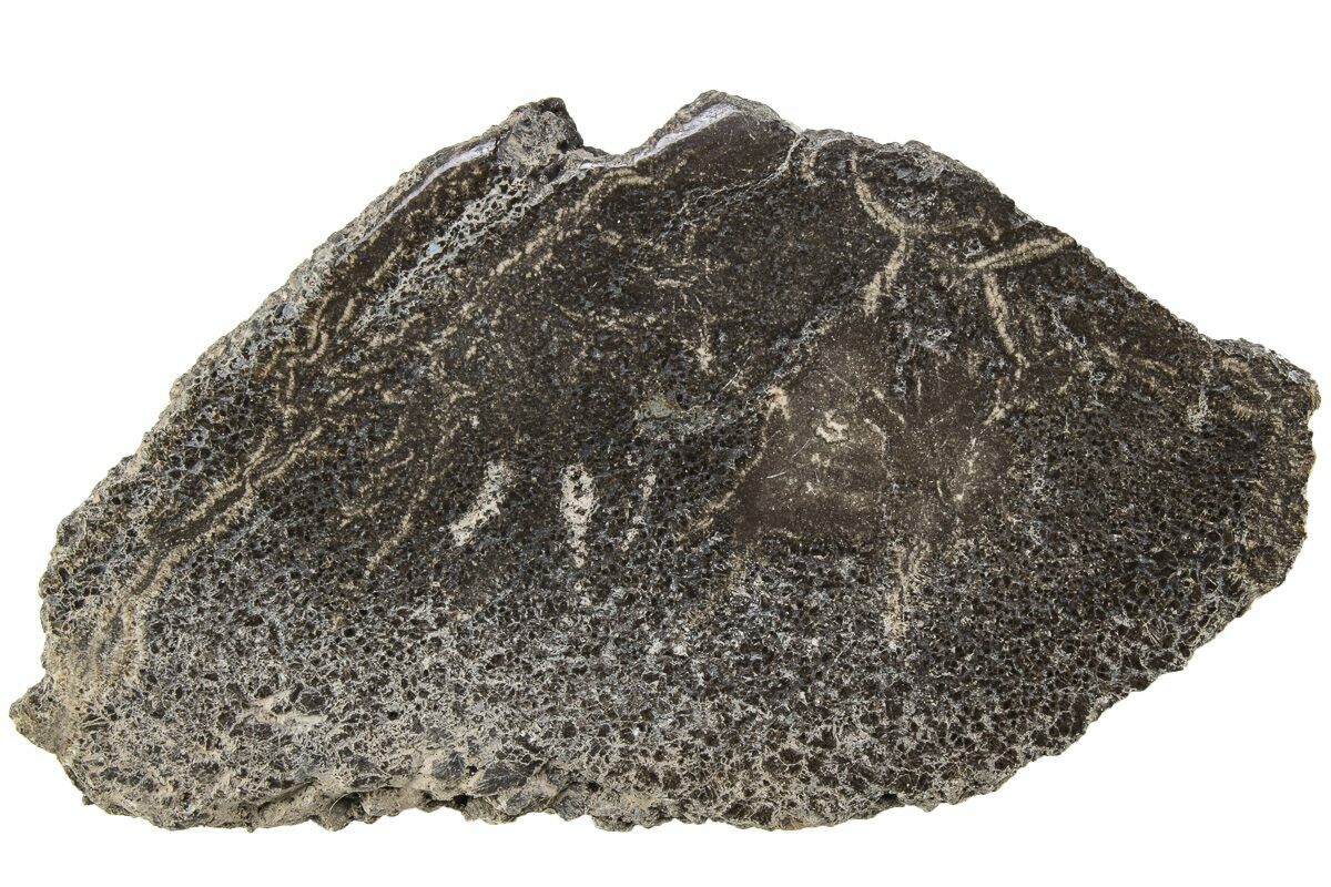 3.3" Polished Dinosaur Bone (Gembone) Slab - Morocco (#214042) For Sale ...