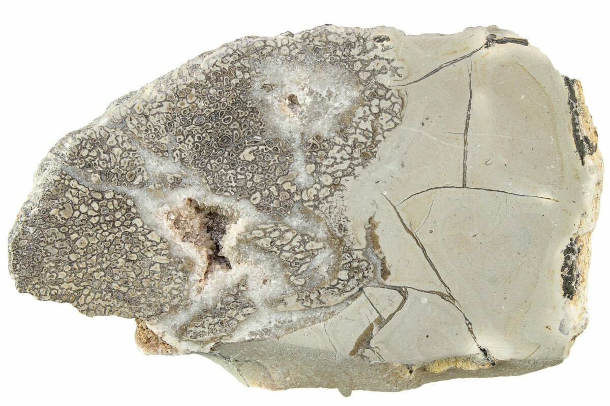 3.7" Polished Dinosaur Bone (Gembone) Slab - Morocco (#214043) For Sale ...