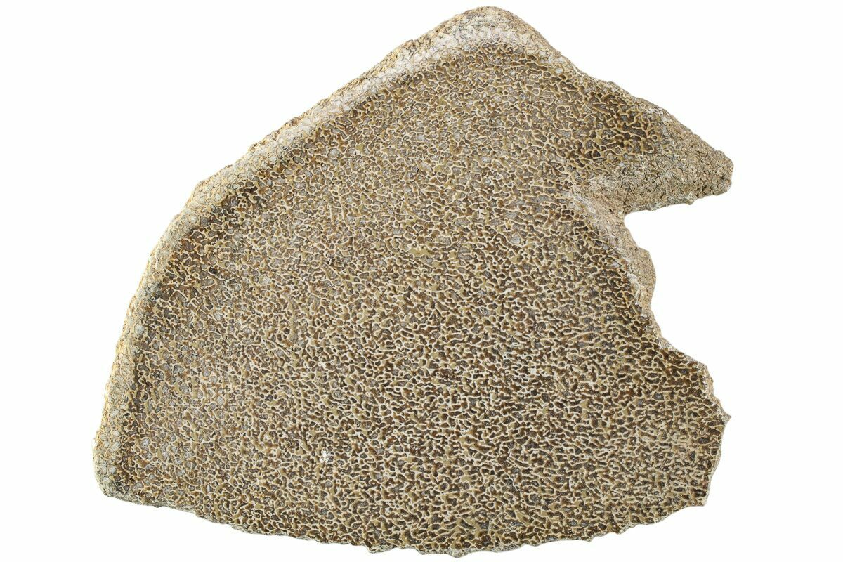 4.9" Polished Dinosaur Bone (Gembone) Slab - Morocco (#214036) For Sale ...