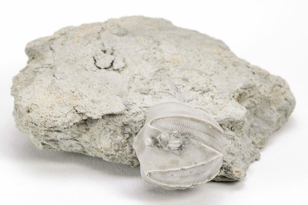 .65" Blastoid (Pentremites) Fossil - Illinois (#204687) For Sale ...