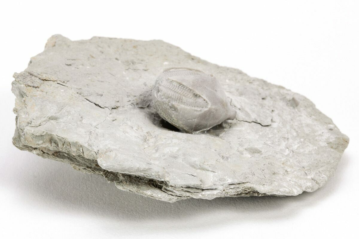 .6" Blastoid (Pentremites) Fossil - Illinois (#204696) For Sale ...