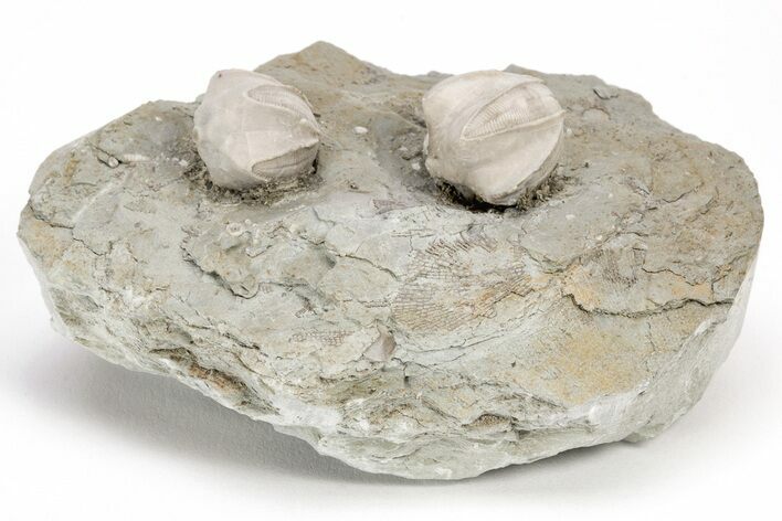 Two Blastoids (Pentremites) On Shale - Illinois (#205141) For Sale ...