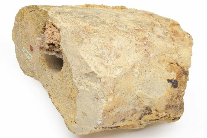 4.3" Ordovician Cephalopod (Actinoceras) Fossil - Wisconsin (#214257 ...