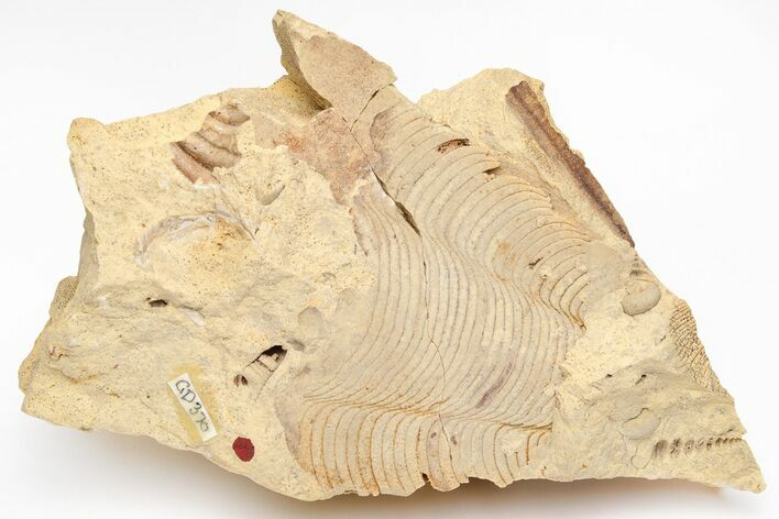 6.3" Ordovician Cephalopod (Gonioceras) Section - Wisconsin (#214263 ...