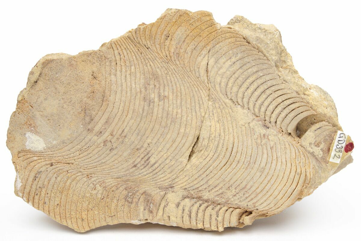 5.2" Ordovician Cephalopod (Gonioceras) Section - Wisconsin (#214264 ...