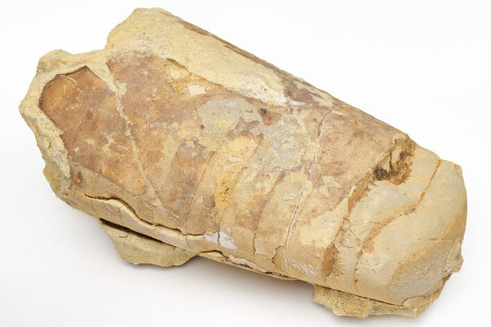 6.6" Ordovician Cephalopod (Actinoceras) Fossil - Wisconsin (#214269 ...