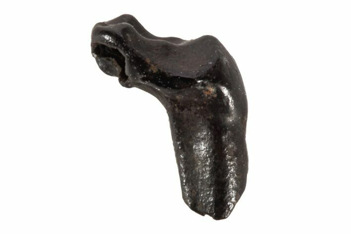 .18" Eocene Primate-Like (Plesiadapis) Mammal Molar Fossil - France ...