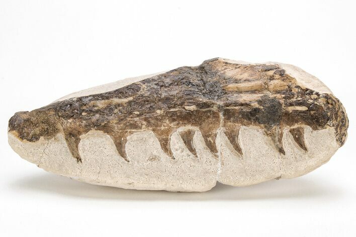 4.7" Fossil Mosasaur (Tethysaurus) Jaw Section - Asfla, Morocco ...