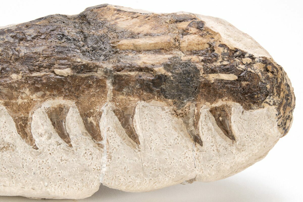 4.7" Fossil Mosasaur (Tethysaurus) Jaw Section - Asfla, Morocco ...