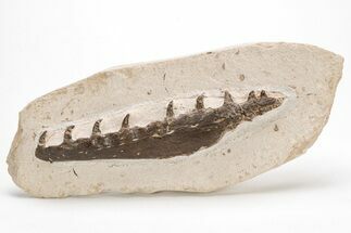 6.7" Fossil Mosasaur (Tethysaurus) Jaw Section - Goulmima, Morocco ...