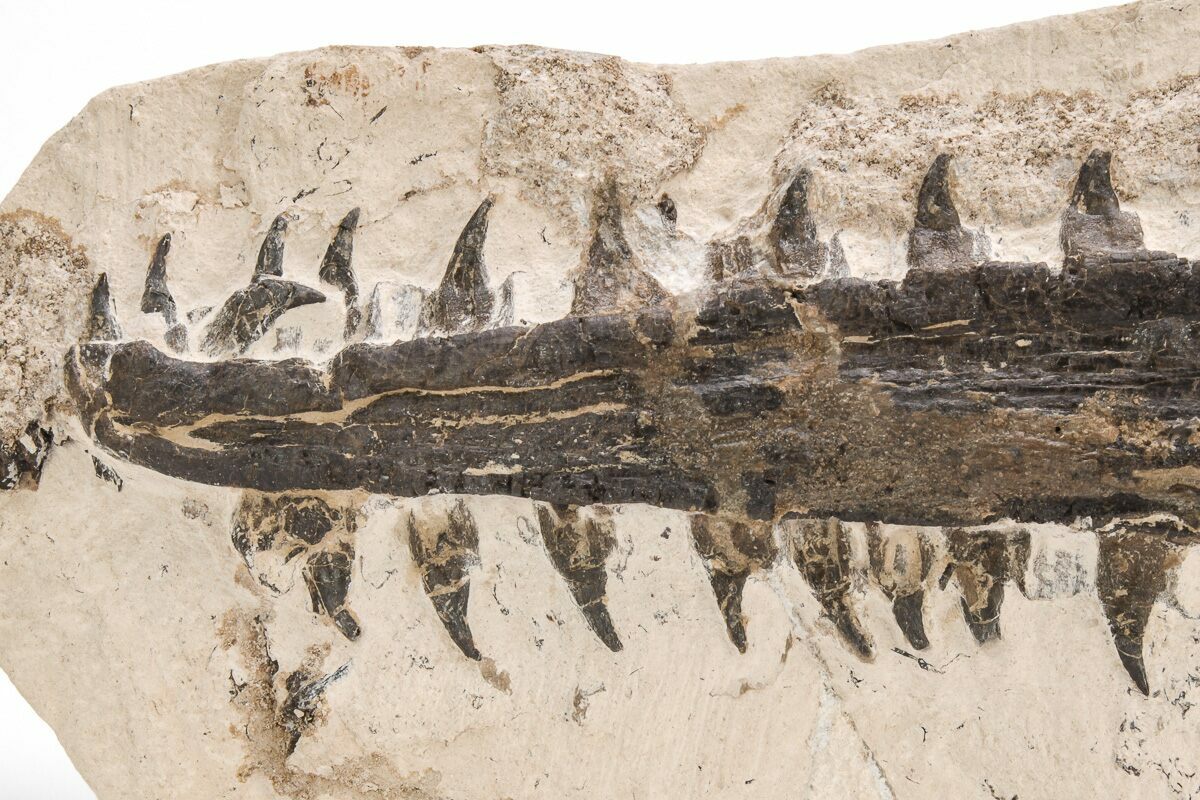 Fossil Mosasaur (Tethysaurus) Jaws - Asfla, Morocco (#215138) For Sale ...