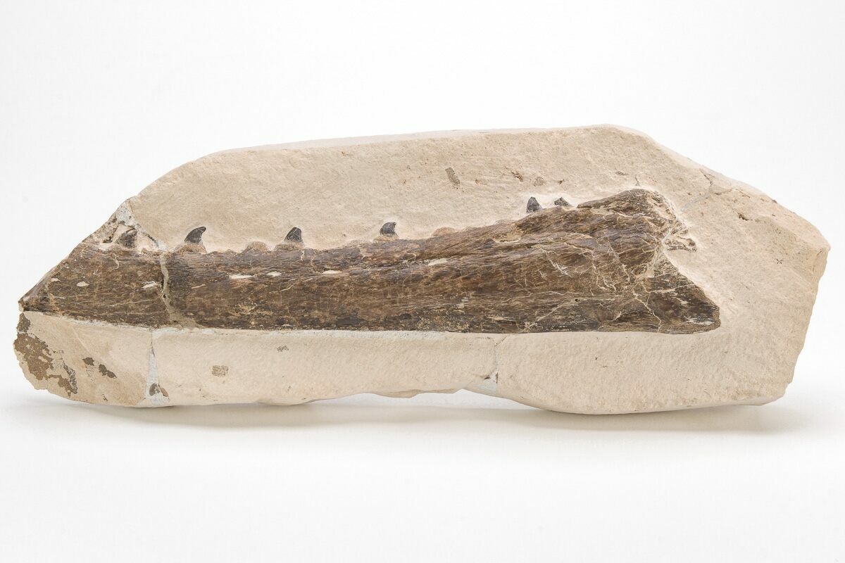 7.9" Fossil Mosasaur (Tethysaurus) Jaw Section - Asfla, Morocco ...