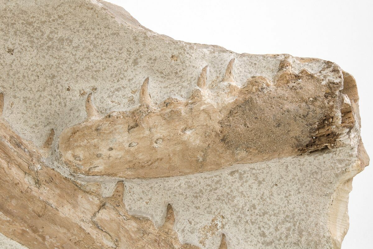 10.3" Fossil Mosasaur (Tethysaurus) Jaws - Asfla, Morocco (#215142) For ...