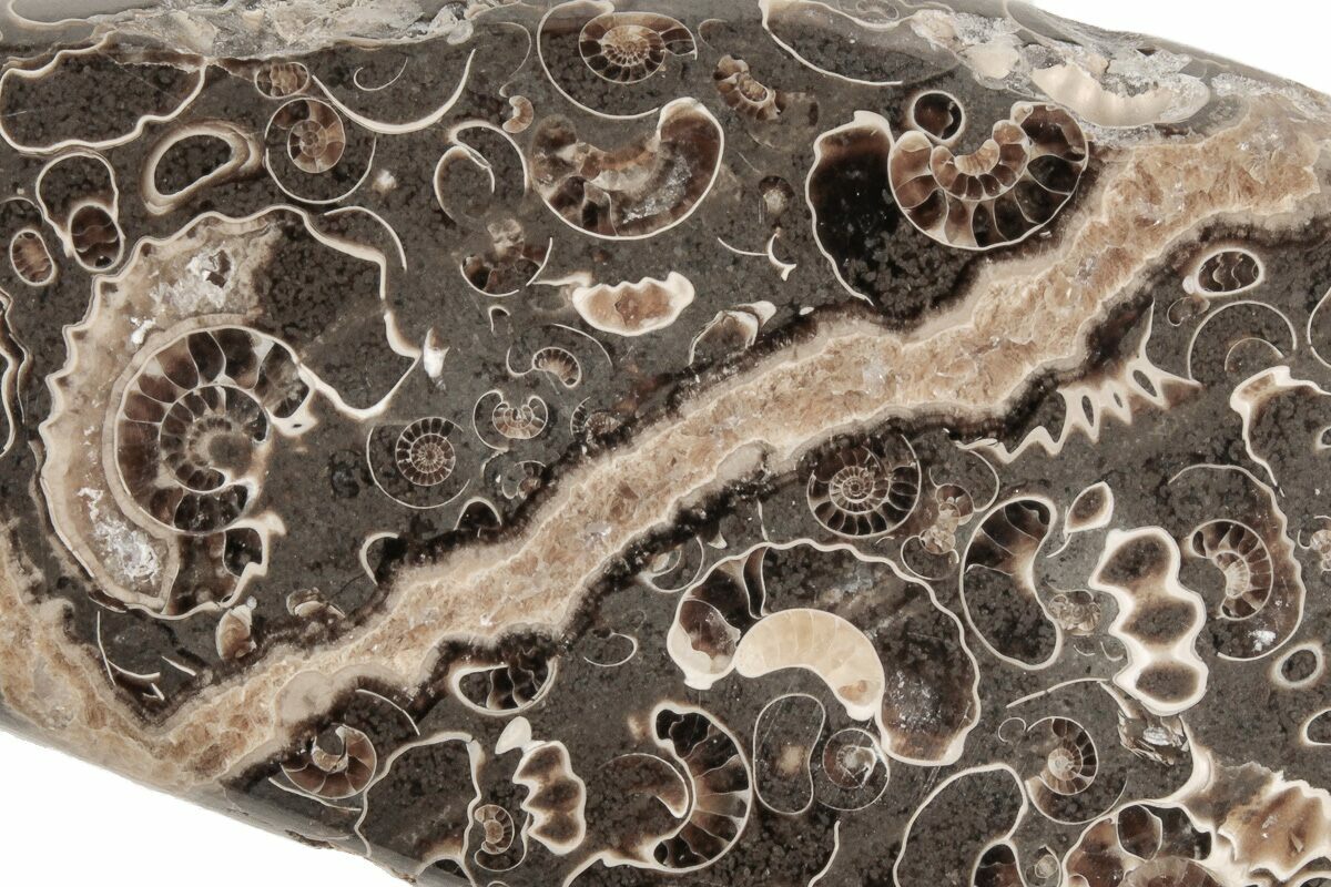 2.8" Polished Ammonite (Promicroceras) Slice - "Marston Magna Marble ...