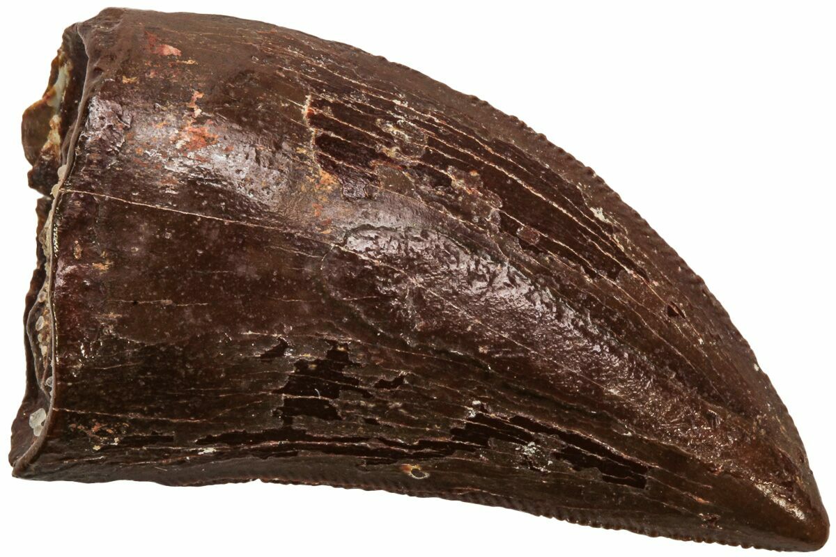 Serrated, 1.45" Juvenile Carcharodontosaurus Tooth (#214458) For Sale ...