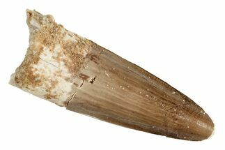 Real Spinosaurus Tooth Necklace - Dinosaur Tooth (#96072) For Sale ...