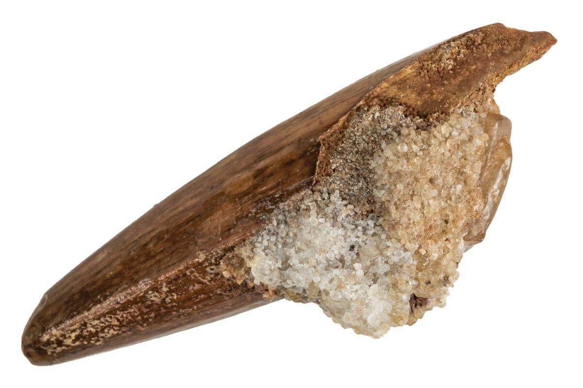 1.55" Cretaceous Fossil Crocodile Tooth - Morocco (#215431) For Sale ...