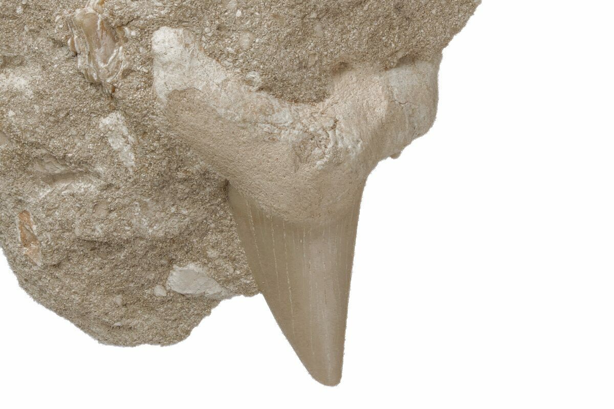 2.3" Otodus Shark Tooth Fossil in Rock - Eocene (#215611) For Sale ...