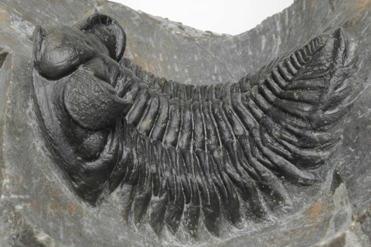 3" Coltraneia Trilobite Fossil - Huge Faceted Eyes (#216512) For Sale ...