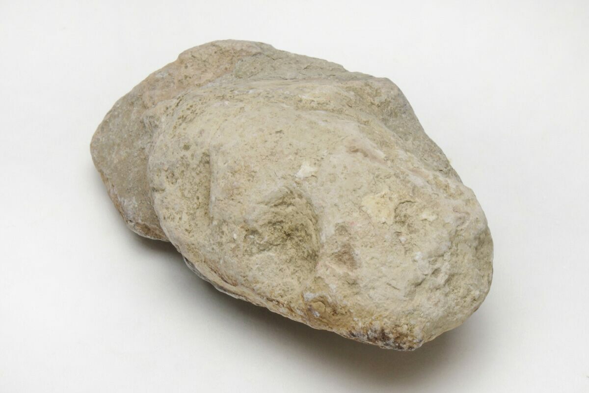 1.95" Cretaceous Fish Coprolite (Fossil Poop) - Kansas (#216441) For ...