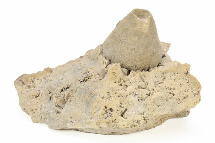 .8" Silurian Crinoid (Eucalyptocrinus) Fossil - Iowa (#216484) For Sale ...