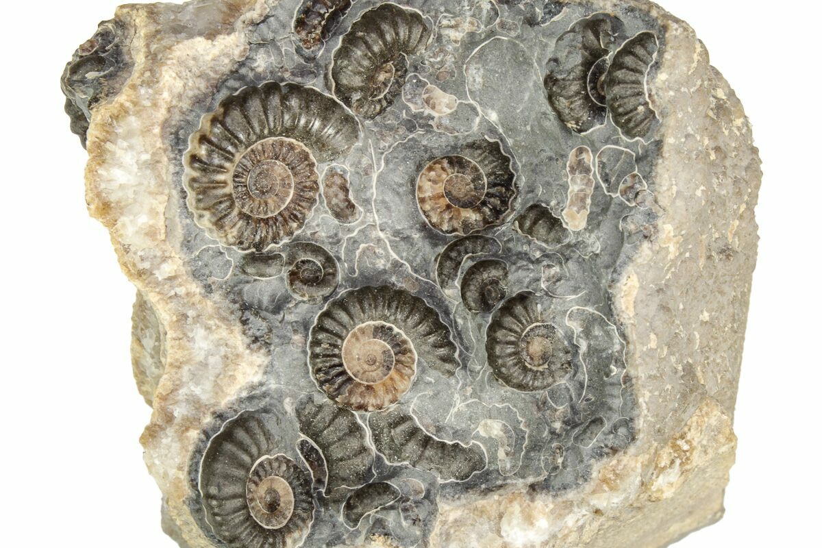 2.9" Ammonite (Promicroceras) Cluster - Marston Magna, England (#216641 ...