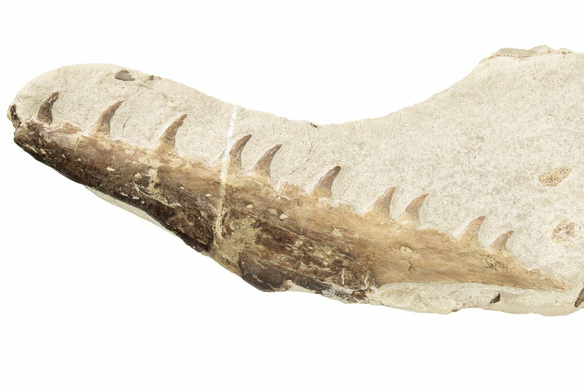 11.8" Fossil Mosasaur (Tethysaurus) Jaws - Asfla, Morocco (#217201) For ...