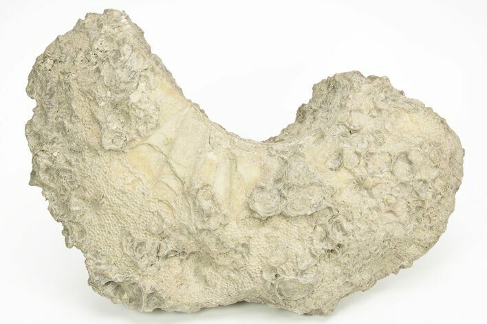 7.8" Cretaceous Rudist (Durania) Fossil - Kansas (#217314) For Sale ...