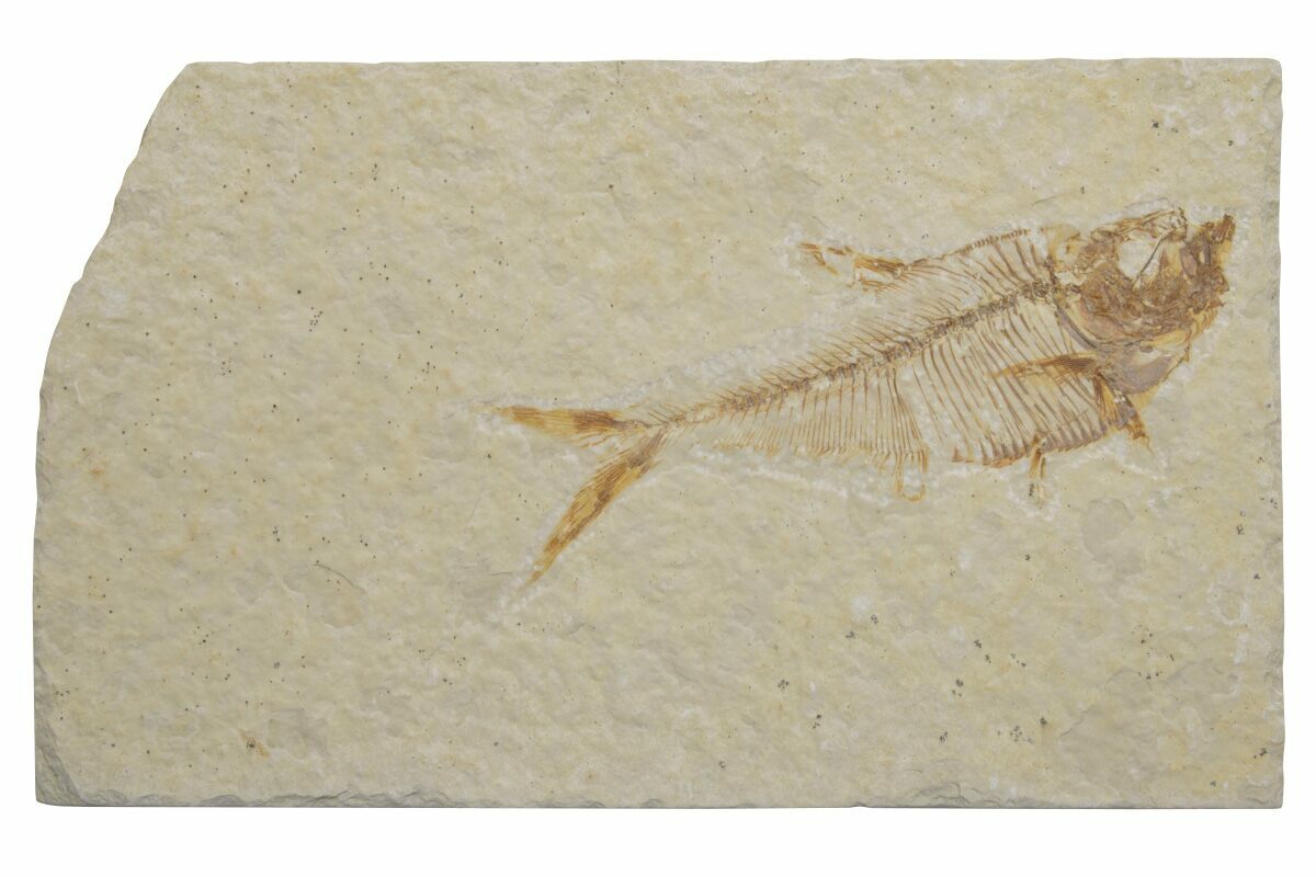 3.1" Fossil Fish (Diplomystus) - Green River Formation (#217546) For ...
