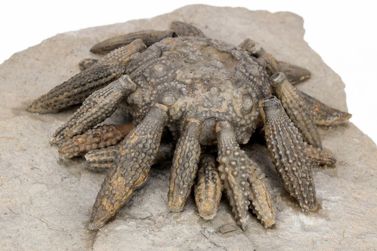 2.1" Jurassic Club Urchin (Caenocidaris) - Boulemane, Morocco (#217832 ...