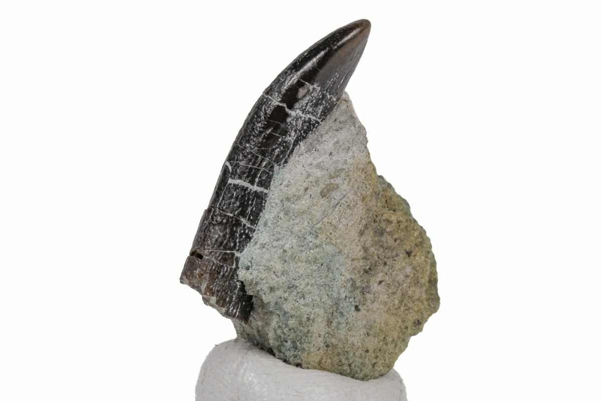 .8" Sauropod Dinosaur (Diplodocus) Tooth - Colorado (#218307) For Sale ...